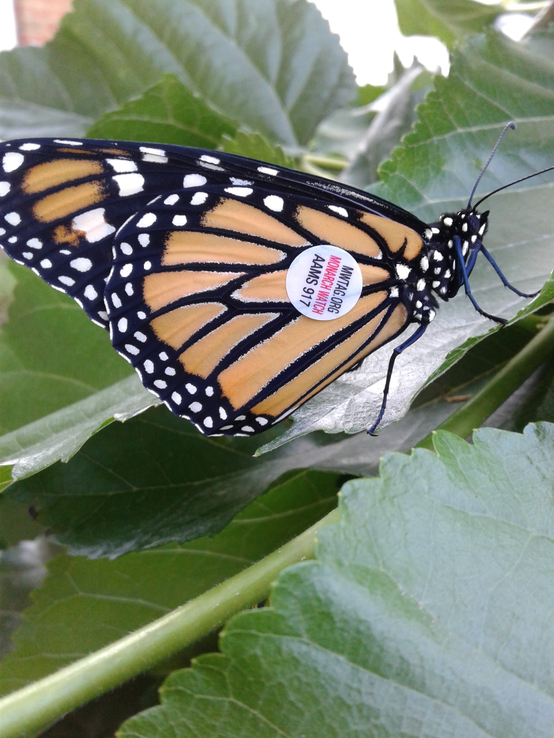 Hand-Raising Monarch Butterflies - South Georgian Bay Community Health ...